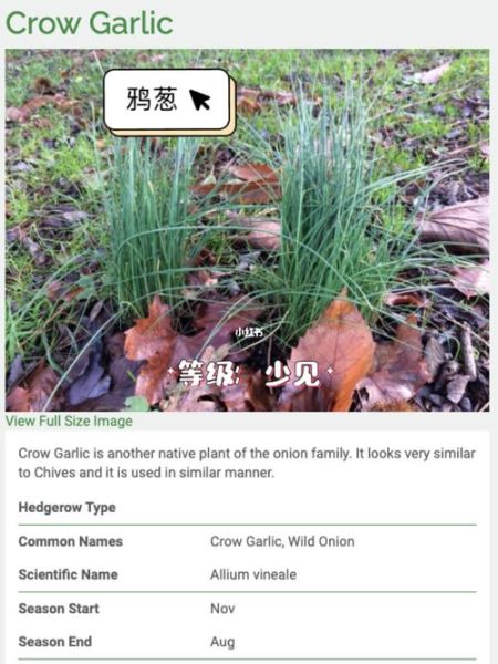 野葱和野韭菜的区别_如何一眼分辨-第1张图片-山城妙识