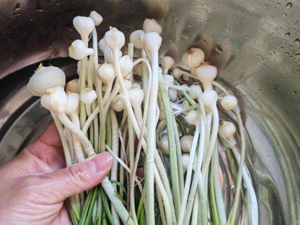 野葱和野韭菜的区别_如何一眼分辨-第2张图片-山城妙识