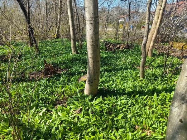 野葱和野韭菜的区别_如何一眼分辨-第3张图片-山城妙识