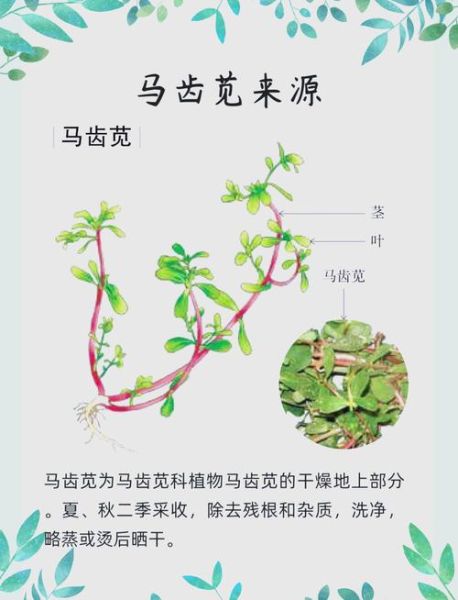 马齿苋提取物有什么功效_马齿苋提取物能消炎吗-第1张图片-山城妙识