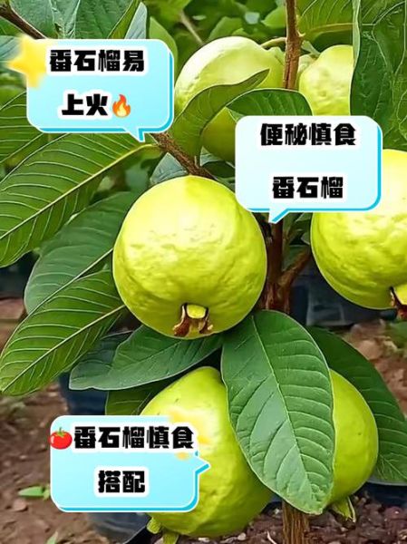 番石榴不能和什么一起吃_哪些人不能吃番石榴-第3张图片-山城妙识 番石榴不能和什么一起吃_哪些人不能吃番石榴-第3张图片-山城妙识