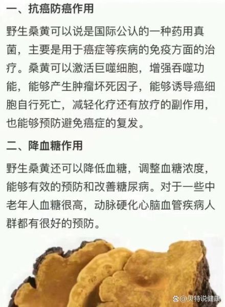 桑黄的功效与作用及禁忌_桑黄什么人不能吃-第2张图片-山城妙识