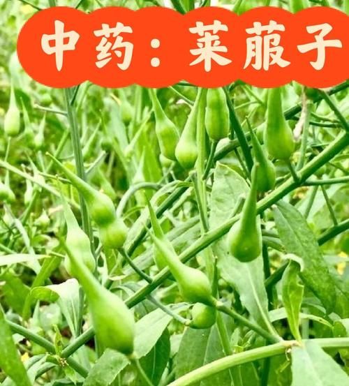 莱菔怎么读_莱菔是萝卜吗-第1张图片-山城妙识 莱菔怎么读_莱菔是萝卜吗-第1张图片-山城妙识