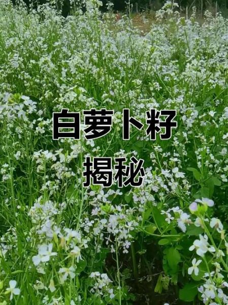 莱菔怎么读_莱菔是萝卜吗-第3张图片-山城妙识 莱菔怎么读_莱菔是萝卜吗-第3张图片-山城妙识