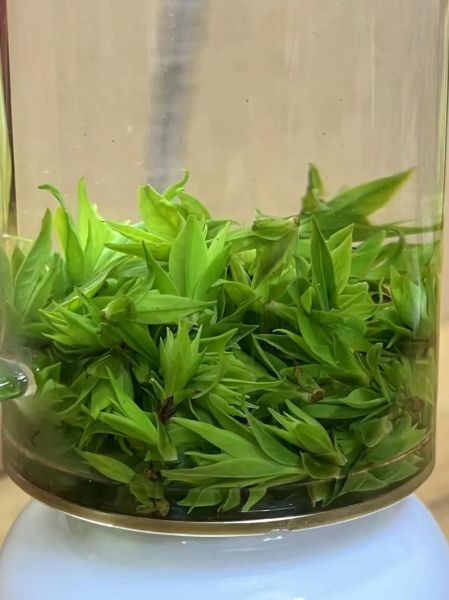 苦丁茶图片大全_苦丁茶长什么样-第3张图片-山城妙识 苦丁茶图片大全_苦丁茶长什么样-第3张图片-山城妙识