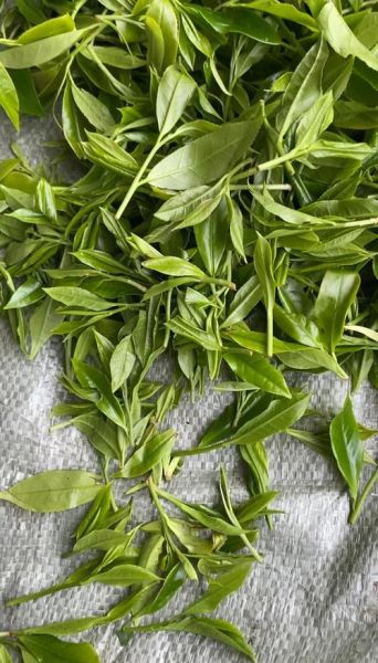 苦丁茶图片大全_苦丁茶长什么样-第1张图片-山城妙识 苦丁茶图片大全_苦丁茶长什么样-第1张图片-山城妙识