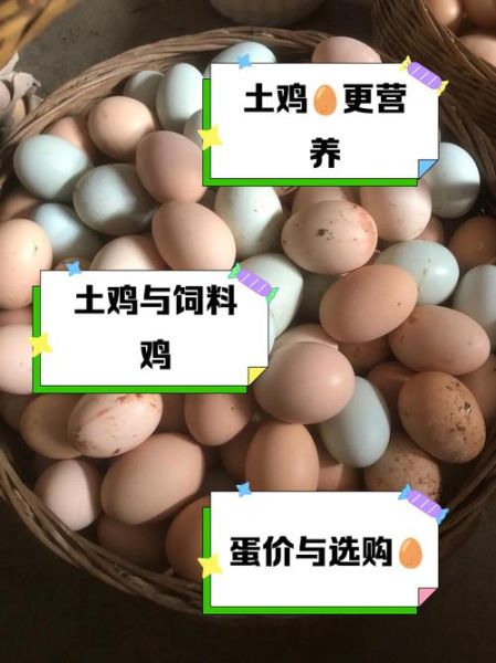 土鸡蛋和饲料鸡蛋的区别_哪个更有营养-第3张图片-山城妙识