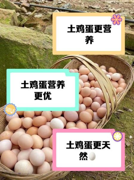 土鸡蛋和饲料鸡蛋的区别_哪个更有营养-第2张图片-山城妙识