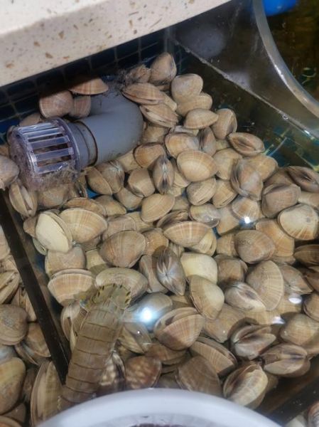 蚬子怎么清洗_蚬子怎么做好吃-第1张图片-山城妙识