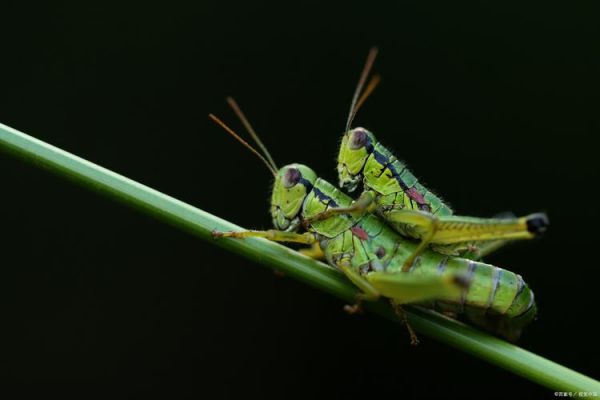 蚂蚱吃什么食物_蚂蚱最爱吃的植物有哪些-第1张图片-山城妙识 蚂蚱吃什么食物_蚂蚱最爱吃的植物有哪些-第1张图片-山城妙识