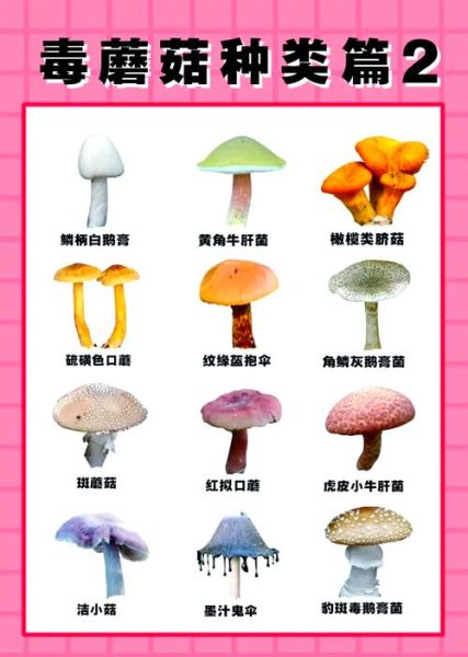 致命毒蘑菇图片_如何辨别毒蘑菇-第1张图片-山城妙识