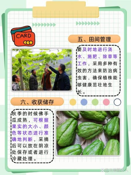 佛手瓜怎么种_佛手瓜种植时间和方法-第3张图片-山城妙识 佛手瓜怎么种_佛手瓜种植时间和方法-第3张图片-山城妙识