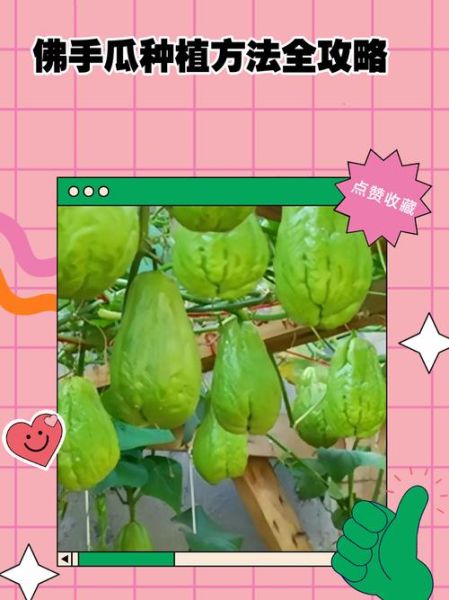 佛手瓜怎么种_佛手瓜种植时间和方法-第2张图片-山城妙识 佛手瓜怎么种_佛手瓜种植时间和方法-第2张图片-山城妙识