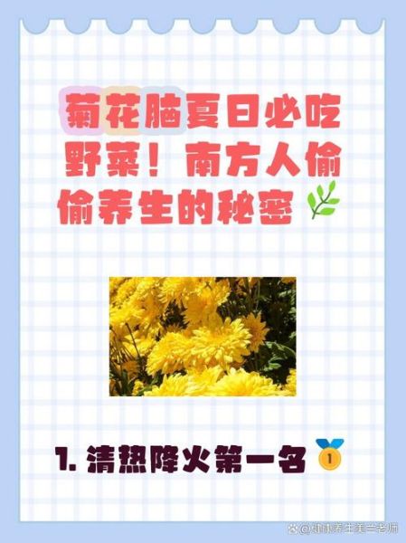 菊花脑是什么菜_菊花脑怎么吃最好-第2张图片-山城妙识