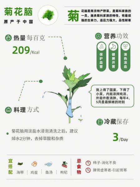 菊花脑是什么菜_菊花脑怎么吃最好-第1张图片-山城妙识
