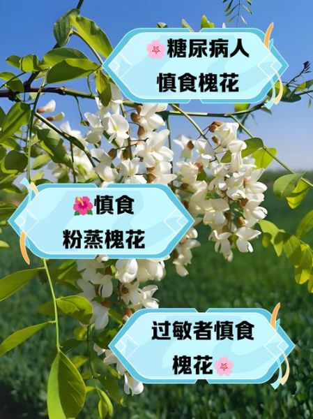 吃槐花为什么会中毒_槐花中毒症状-第1张图片-山城妙识 吃槐花为什么会中毒_槐花中毒症状-第1张图片-山城妙识