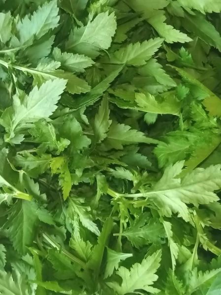 菊花脑是什么菜_菊花脑怎么吃最好-第3张图片-山城妙识