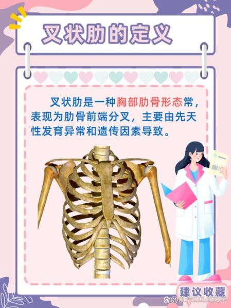 叉骨在哪个部位_叉骨和锁骨有什么区别-第2张图片-山城妙识