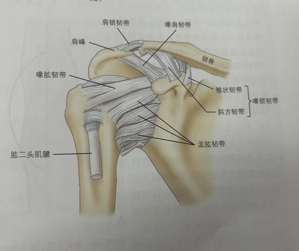 叉骨在哪个部位_叉骨和锁骨有什么区别-第3张图片-山城妙识