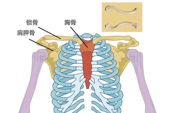 叉骨在哪个部位_叉骨和锁骨有什么区别-第1张图片-山城妙识