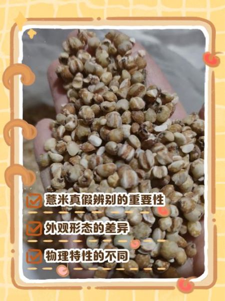 薏米买大的还是小的_薏米大小功效区别-第2张图片-山城妙识 薏米买大的还是小的_薏米大小功效区别-第2张图片-山城妙识