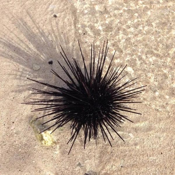 海胆种类图片大全_如何区分常见海胆-第1张图片-山城妙识