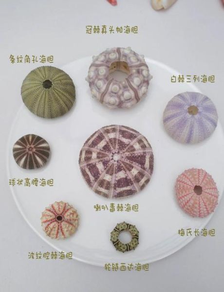 海胆种类图片大全_如何区分常见海胆-第2张图片-山城妙识