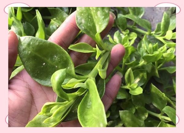 田七叶图片_田七叶长什么样-第1张图片-山城妙识 田七叶图片_田七叶长什么样-第1张图片-山城妙识