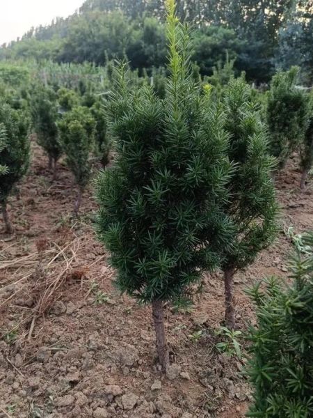 红豆杉树图片_如何辨别真假红豆杉-第3张图片-山城妙识