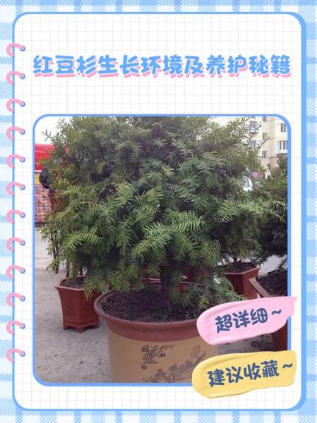 红豆杉树图片_如何辨别真假红豆杉-第2张图片-山城妙识