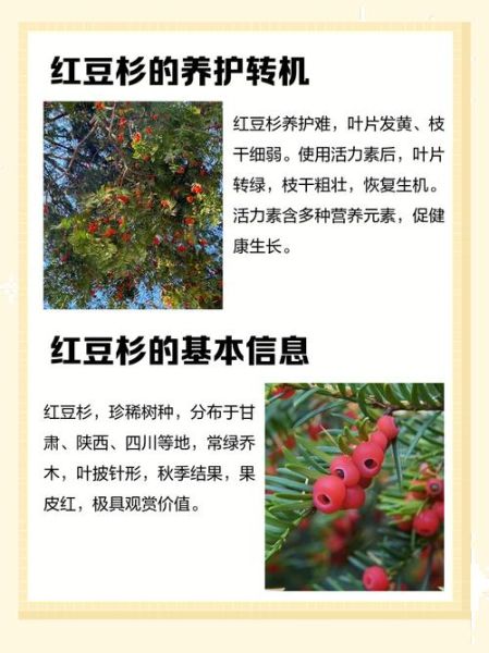 红豆杉树图片_如何辨别真假红豆杉-第1张图片-山城妙识