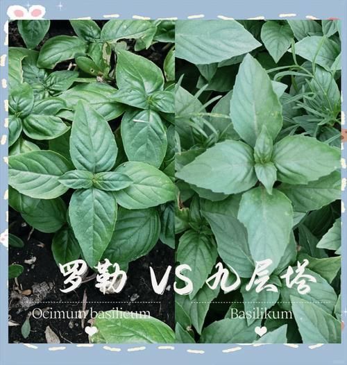 罗勒在中国叫什么_罗勒和九层塔是一种植物吗-第1张图片-山城妙识