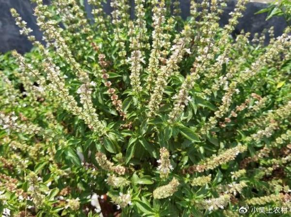 罗勒在中国叫什么_罗勒和九层塔是一种植物吗-第3张图片-山城妙识