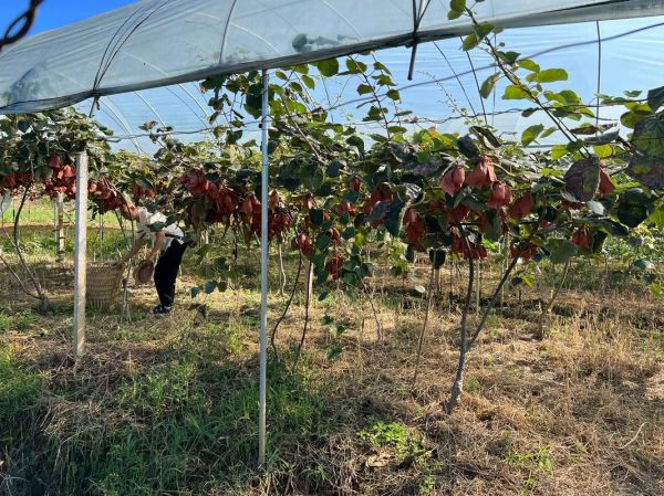 猕猴桃产地哪里最正宗_如何挑选优质猕猴桃-第2张图片-山城妙识