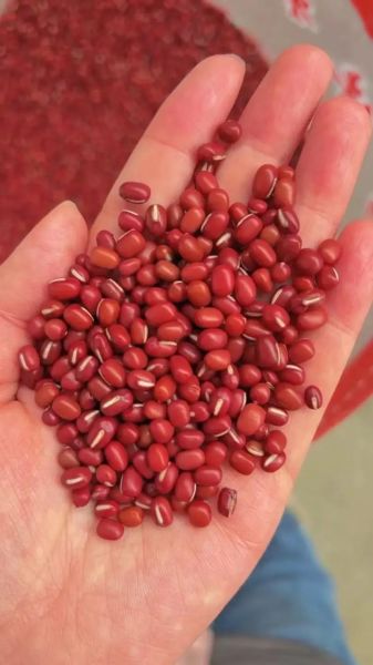 红小豆价格走势_2024年多少钱一斤-第2张图片-山城妙识 红小豆价格走势_2024年多少钱一斤-第2张图片-山城妙识