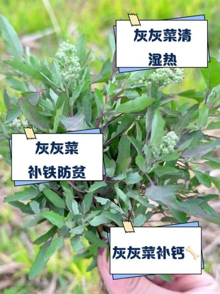 灰灰菜可以吃吗_灰灰菜怎么吃才安全-第1张图片-山城妙识