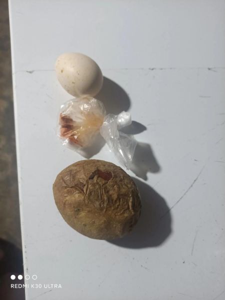 土豆和鸡蛋一起吃会中毒吗_土豆鸡蛋中毒真相-第2张图片-山城妙识