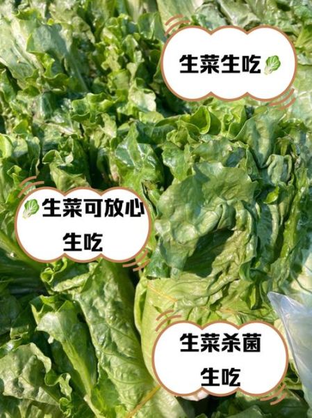 莴苣生菜的功效与作用禁忌_生吃还是焯水好-第3张图片-山城妙识 莴苣生菜的功效与作用禁忌_生吃还是焯水好-第3张图片-山城妙识
