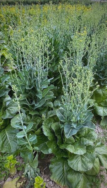 莴苣生菜的功效与作用禁忌_生吃还是焯水好-第2张图片-山城妙识 莴苣生菜的功效与作用禁忌_生吃还是焯水好-第2张图片-山城妙识