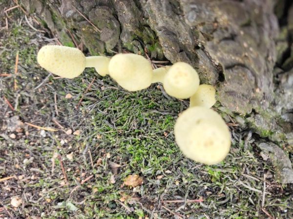 松树底下有毒蘑菇图片_如何辨别致命毒菇-第1张图片-山城妙识 松树底下有毒蘑菇图片_如何辨别致命毒菇-第1张图片-山城妙识