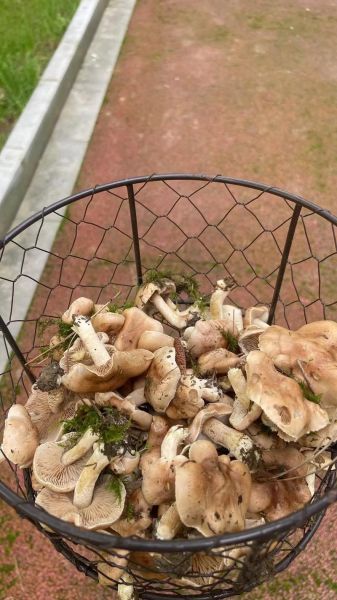 松树底下有毒蘑菇图片_如何辨别致命毒菇-第2张图片-山城妙识 松树底下有毒蘑菇图片_如何辨别致命毒菇-第2张图片-山城妙识