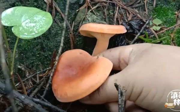 松树底下有毒蘑菇图片_如何辨别致命毒菇-第3张图片-山城妙识 松树底下有毒蘑菇图片_如何辨别致命毒菇-第3张图片-山城妙识
