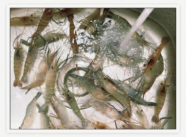 醉虾怎么吃才安全_醉虾杀菌方法-第2张图片-山城妙识