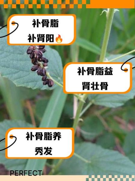 补骨脂最佳配伍_补骨脂和什么药搭配最好-第1张图片-山城妙识 补骨脂最佳配伍_补骨脂和什么药搭配最好-第1张图片-山城妙识