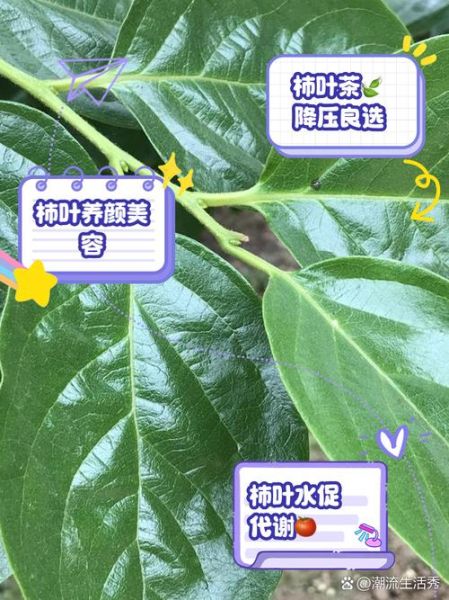 柿子叶的功效与作用_柿子叶的禁忌有哪些-第2张图片-山城妙识