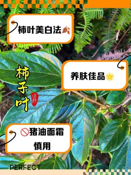 柿子叶的功效与作用_柿子叶的禁忌有哪些-第1张图片-山城妙识