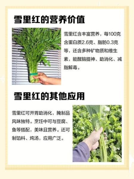 雪里红用开水烫过能保存多久_雪里红焯水后怎么储存-第2张图片-山城妙识