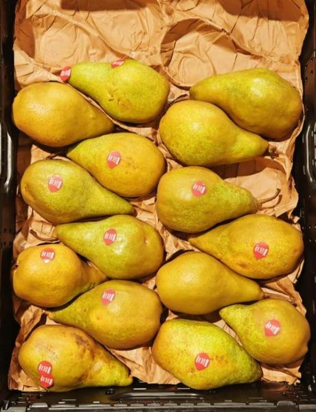 沙梨图片怎么拍_沙梨品种识别-第1张图片-山城妙识