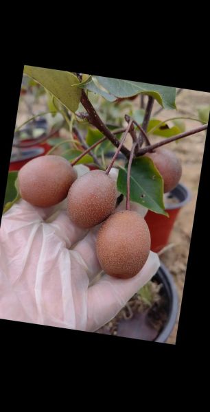 沙梨图片怎么拍_沙梨品种识别-第2张图片-山城妙识