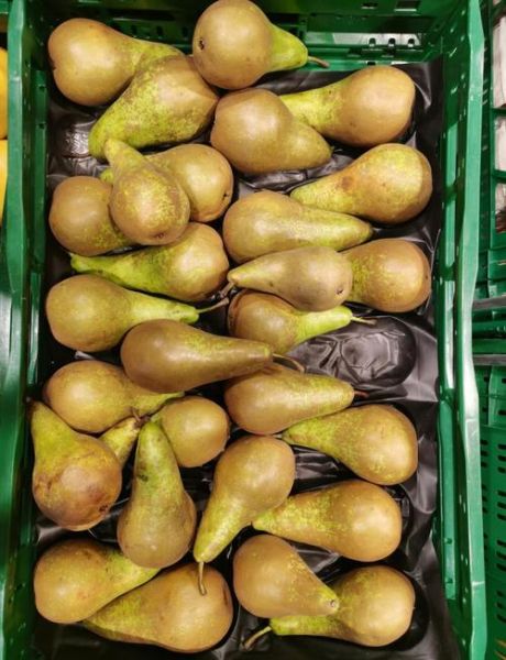 沙梨图片怎么拍_沙梨品种识别-第3张图片-山城妙识